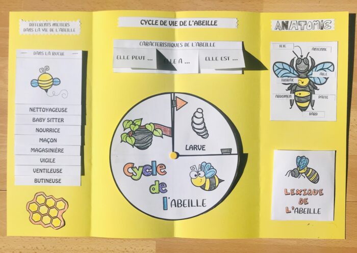 Créer son livre animé : le cycle de vie des abeilles